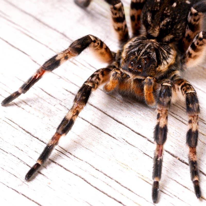 Tarantula top view stock photo. Image of high, view, spider - 23367242