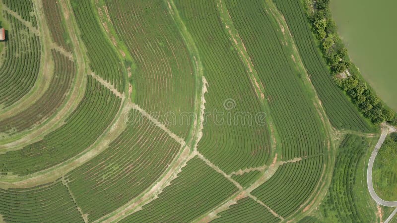 Top View of Tea Plantation in Chiang Rai, Thailand Stock Video - Video ...