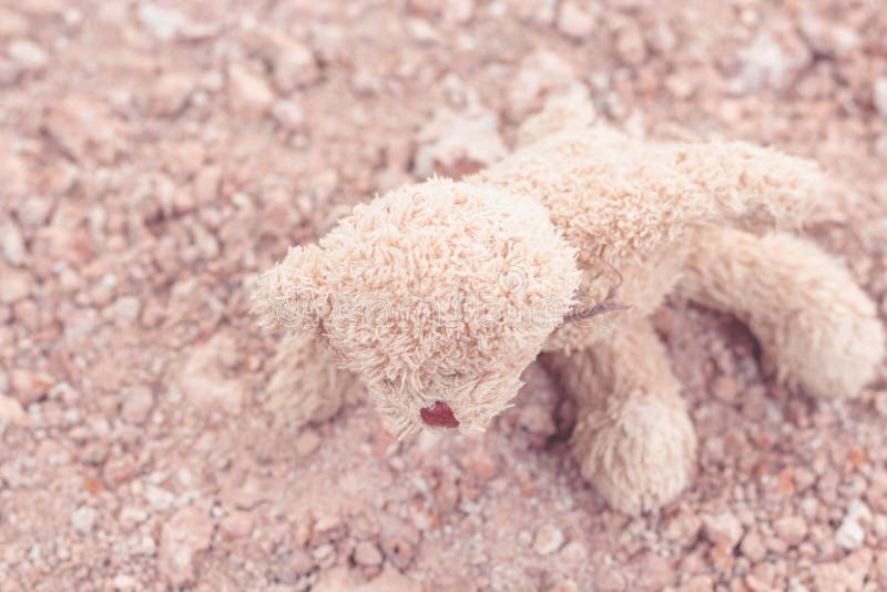 Top View of Teddy Bear with Bouquet of Pink Roses Stock Image - Image ...
