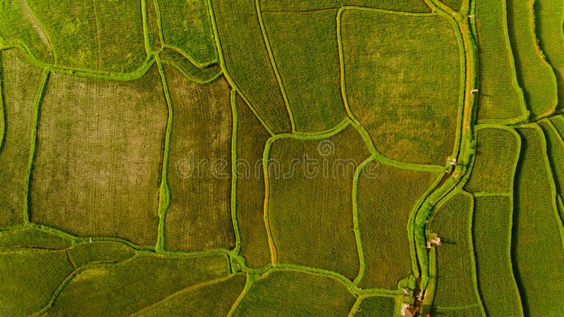 Top View of Terrace Rice Fields. Stock Photo - Image of geometry, field ...