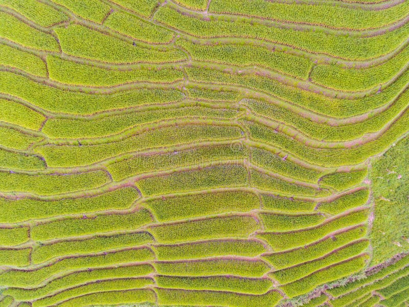 Top View of Terraced Rice Field in Hill Stock Image - Image of ...