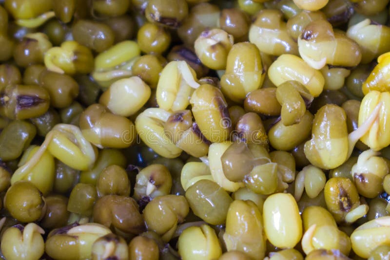 Background of Sprouted Green Gram Dal Stock Photo - Image of vegetable ...