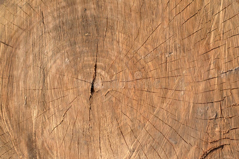 Top View Texture of a Cut Tree Log Stock Image - Image of background ...