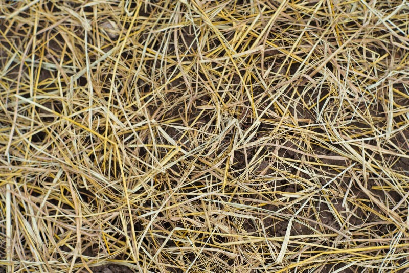 Top View Texture of Dried Straw Covered on the Soil for Plantation ...