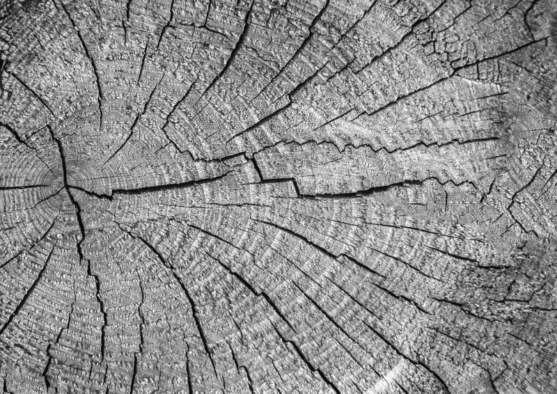 Top View of the Texture of an Old Cut Log Stock Photo - Image of ...