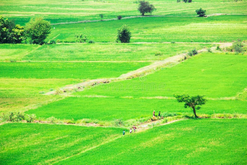 Top View of Thai Rural Rice Farm Stock Image - Image of beautiful ...