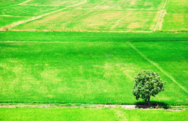 Top View of Thai Rural Rice Farm Stock Image - Image of meadow, golden ...