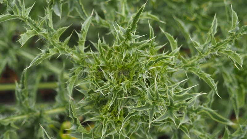 A View of Thorn in the Summer. Stock Image - Image of green, summer ...