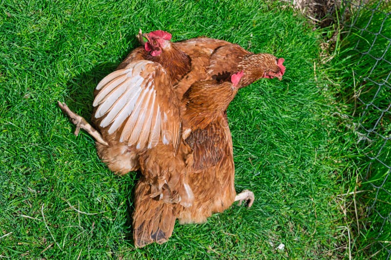 Chickens Resting Under Peony Bush Stock Photo - Image of farming ...