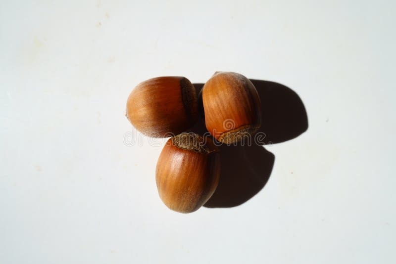 Top View of 3 Fully Ripe Unpeeled Hazelnuts Stock Photo - Image of ...