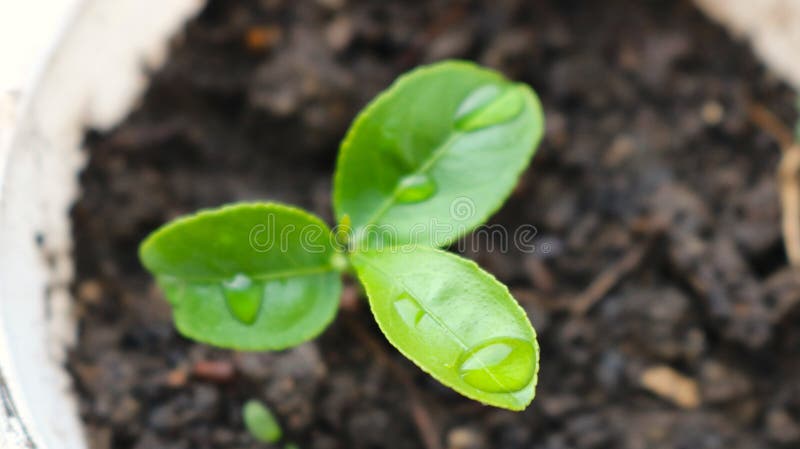Sprout with Water Droplets on Three Dense Leaves Stock Photo - Image of ...