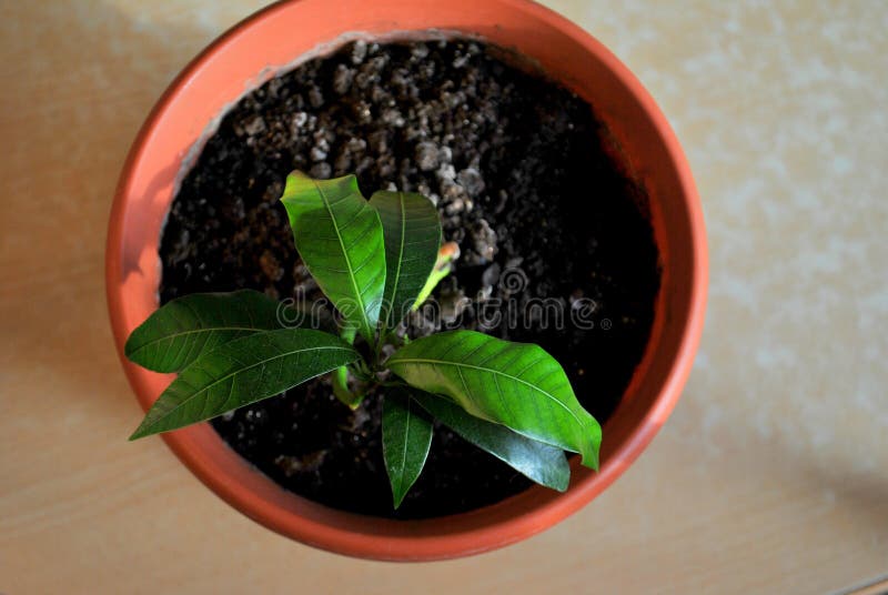 Top View of a Three Month Old Mango Seedling in a Brown Flowerpot ...