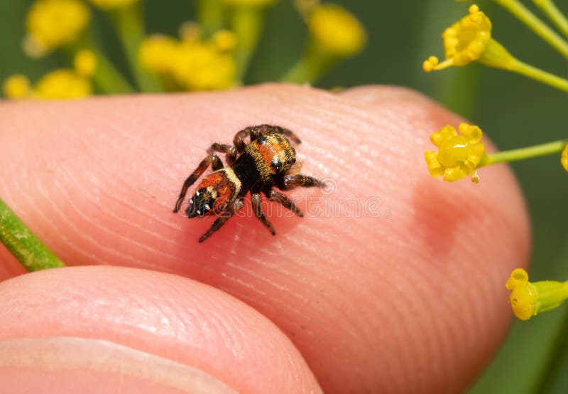 Top View of a Tiny Brilliant Jumping Spider on a Finger Tip Stock Image ...