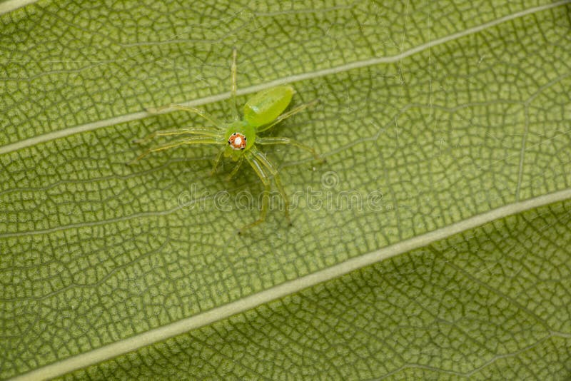 Top View of Tiny Green Magnolia Green Jumper Spider Camouflaged on ...