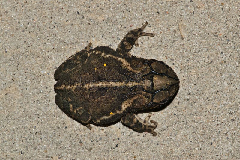 Top View of a Toad Sitting on Cement. Stock Image - Image of spring ...