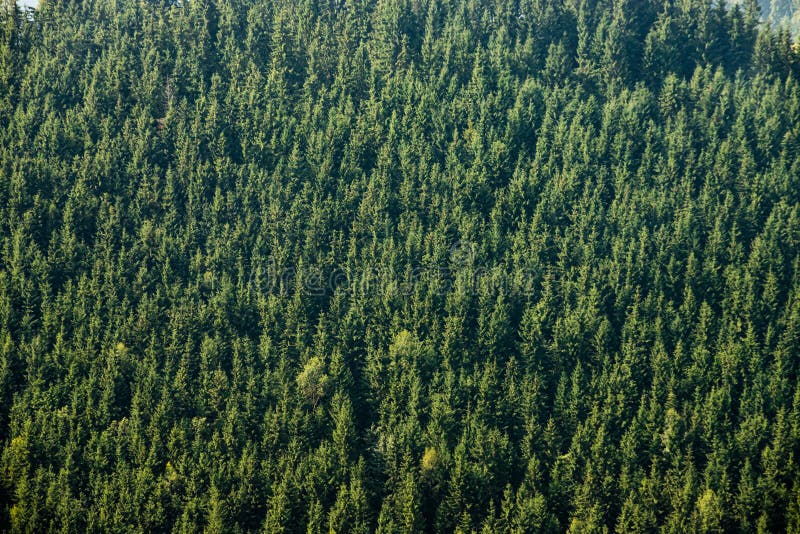 Top View of the Tops of Trees of Coniferous Forests in the Carpathians ...