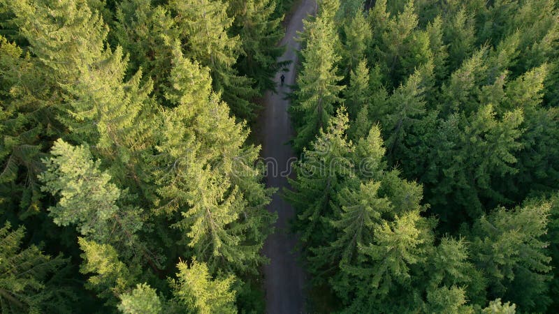 Top View of a Trail in a Forest with a Man Walking through it Stock ...
