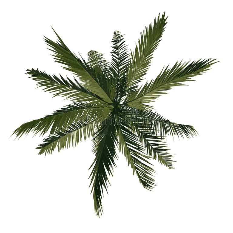 Top View Tree Adolescent Coconut Tree Palm 2 Illustration Vector Stock ... Top View Tree Adolescent Coconut Tree Palm 2 Illustration Vector Stock ...