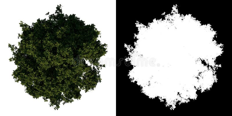 Top View Tree Adolescent Coconut Tree Palm 1 White Background Alpha Png ... Top View Tree Adolescent Coconut Tree Palm 1 White Background Alpha Png ...