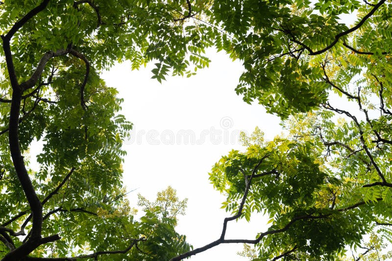 Top View with Tree Branch and Blue Sky Stock Image - Image of branch ...