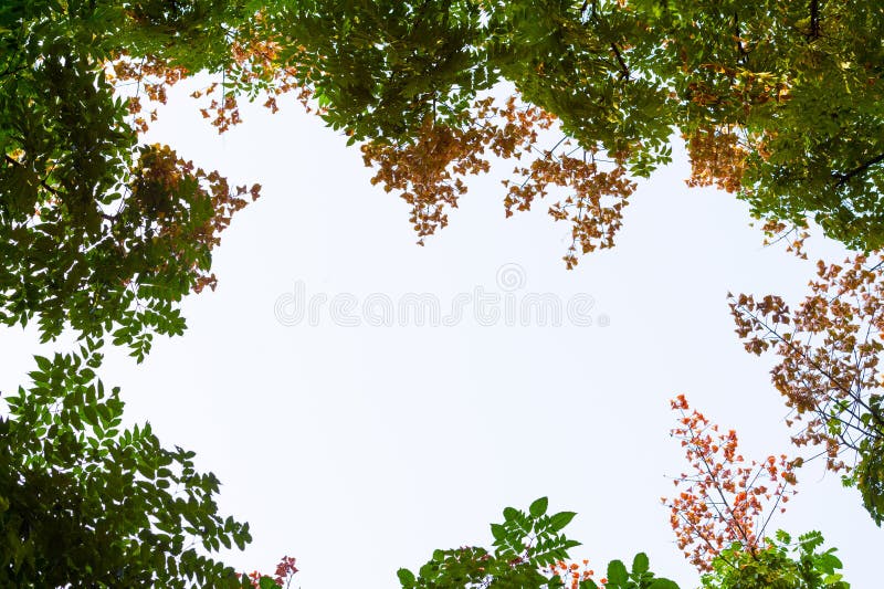 Top View with Tree Branch and Blue Sky Stock Image - Image of park ...