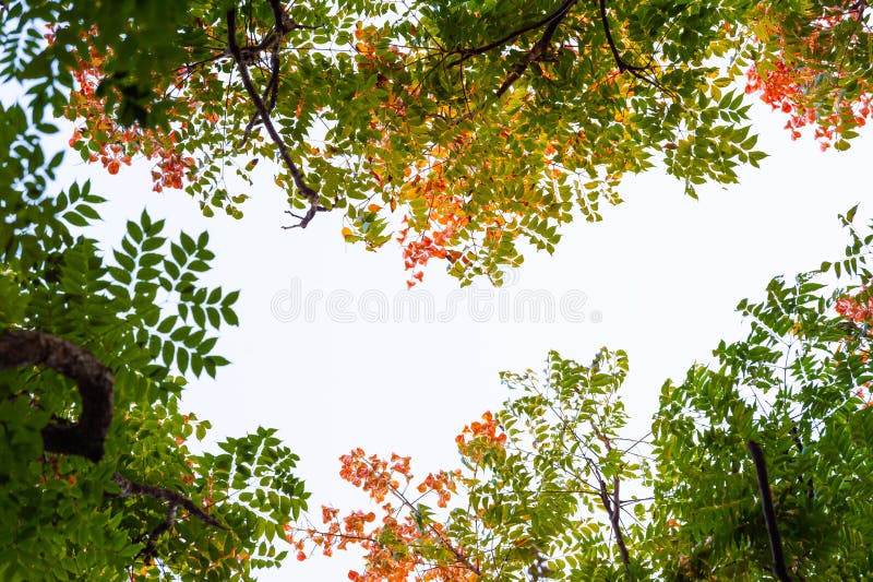 Top View with Tree Branch and Blue Sky Stock Photo - Image of branches ...