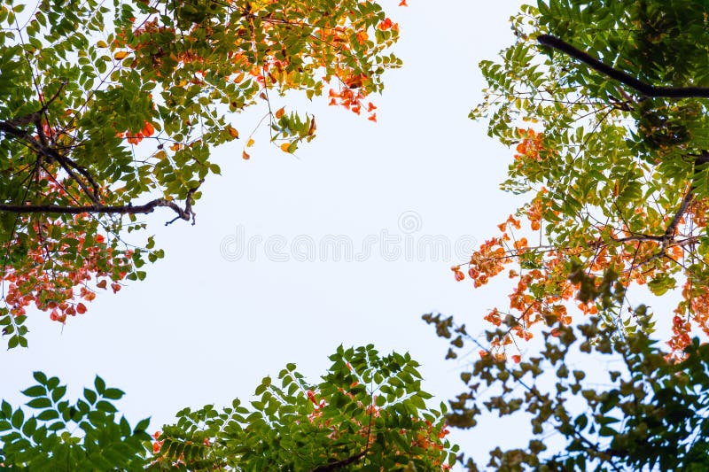 Top View with Tree Branch and Blue Sky Stock Image - Image of beautiful ...