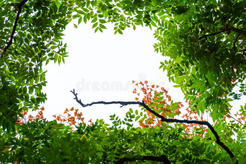 Top View with Tree Branch and Blue Sky Stock Image - Image of ...
