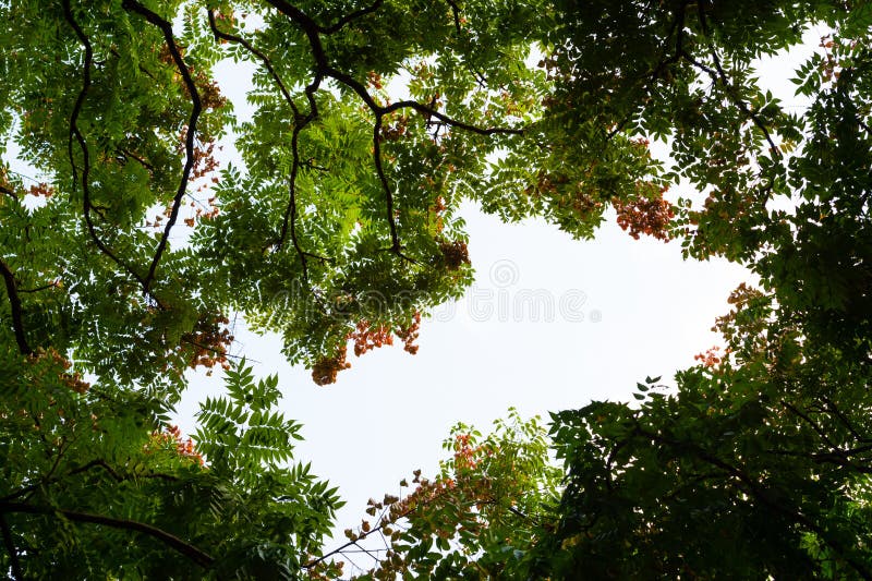 Top View with Tree Branch and Blue Sky Stock Image - Image of spring ...