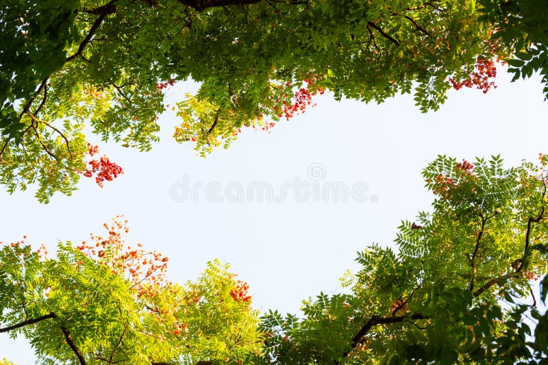Top View with Tree Branch and Blue Sky Stock Image - Image of ...
