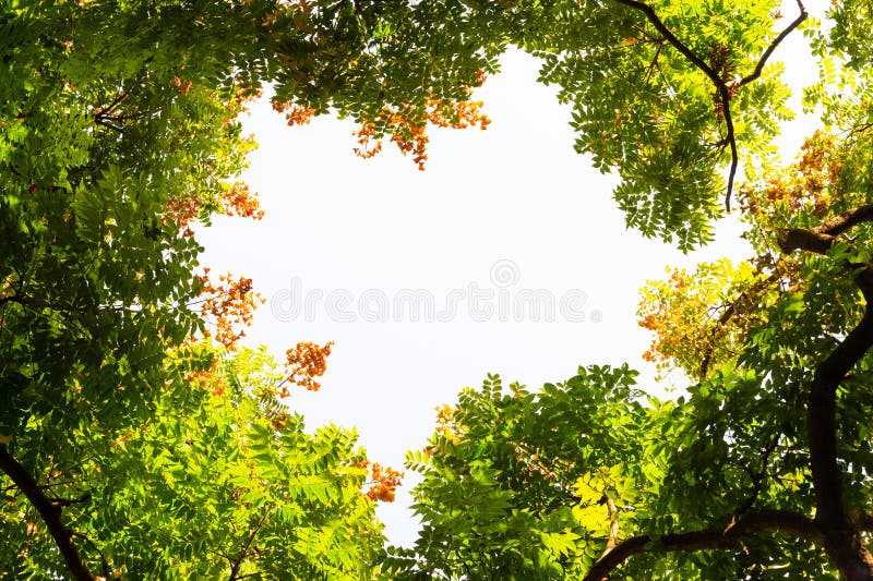 Top View with Tree Branch and Blue Sky Stock Image - Image of plant ...