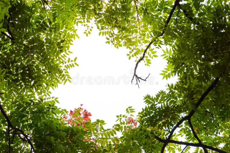 Top View with Tree Branch and Blue Sky Stock Image - Image of circle ...