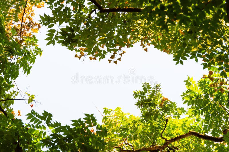 Top View with Tree Branch and Blue Sky Stock Photo - Image of birch ...