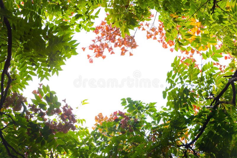 Top View with Tree Branch and Blue Sky Stock Image - Image of season ...