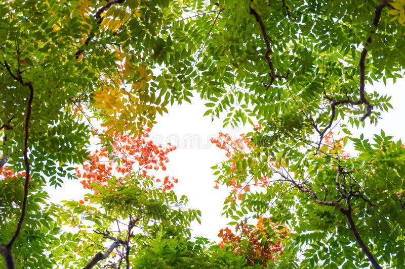 Top View with Tree Branch and Blue Sky Stock Photo - Image of branch ...