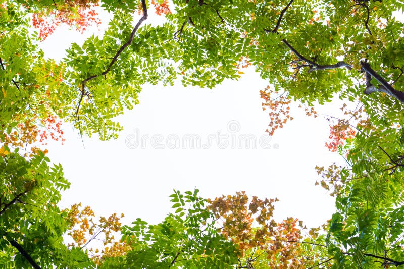 Top View with Tree Branch and Blue Sky Stock Photo - Image of cloud ...