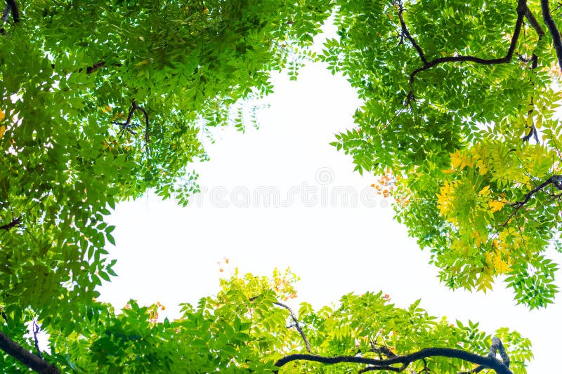 Top View with Tree Branch and Blue Sky Stock Photo - Image of beautiful ...