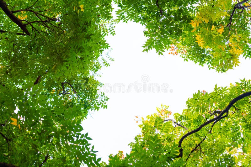 Top View with Tree Branch and Blue Sky Stock Image - Image of light ...