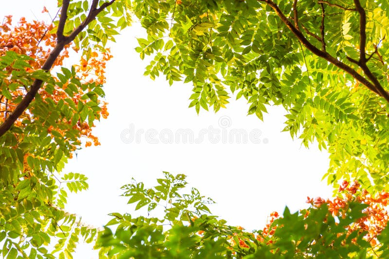 Top View with Tree Branch and Blue Sky Stock Photo - Image of spring ...