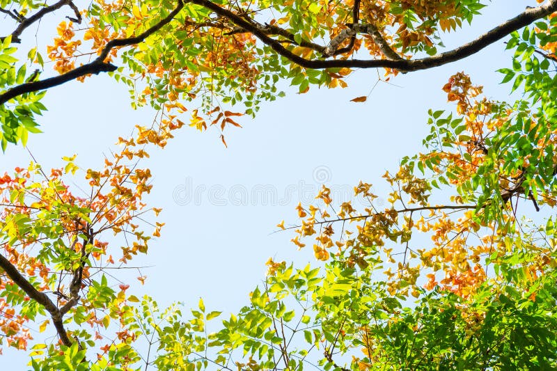 Top View with Tree Branch and Blue Sky Stock Image - Image of ...