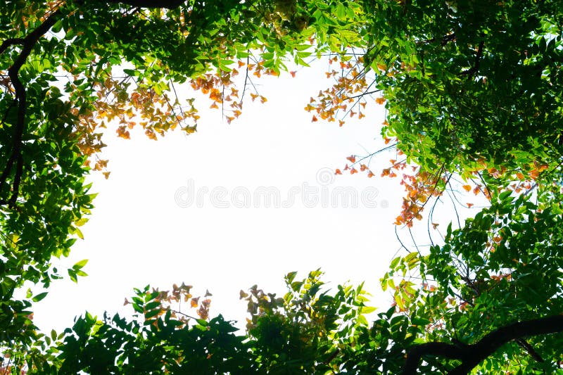 Top View with Tree Branch and Blue Sky Stock Photo - Image of season ...