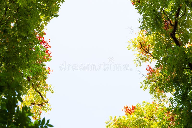Top View with Tree Branch and Blue Sky Stock Image - Image of plant ...