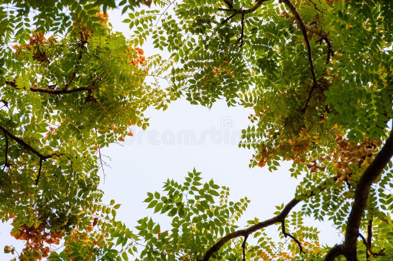 Top View with Tree Branch and Blue Sky Stock Photo - Image of bright ...
