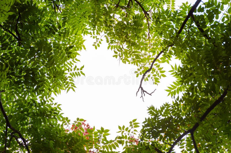 Top View with Tree Branch and Blue Sky Stock Photo - Image of circle ...