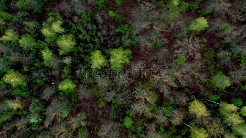 Top View of Tree Branches and Ground after Wide Wildfire in the Forest ...