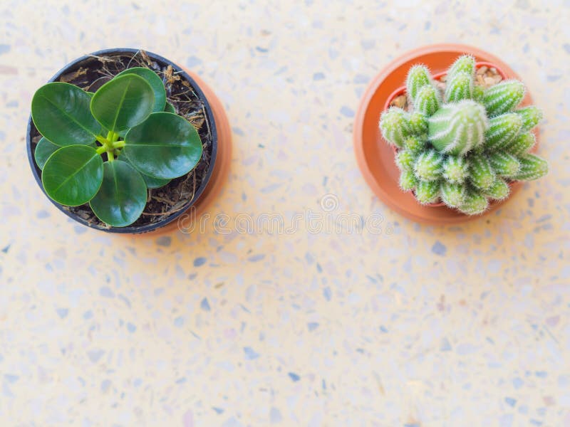 Top View, Tree and Cactus Tree . Stock Photo - Image of sharp, fresh ...