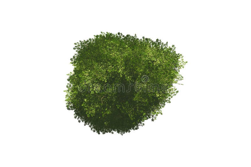 3d Rendering of a Realistic Green Tree Top View Isolated on Whit Stock ...