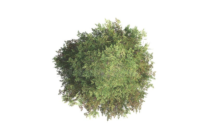 Top View of Tree stock photo. Image of leaf, view, branch - 41153868