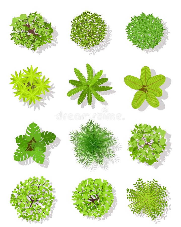 Trees Palm Trees Shrubs Front View Elevation And Top View Trees Palm Trees Shrubs Front View Elevation And Top View