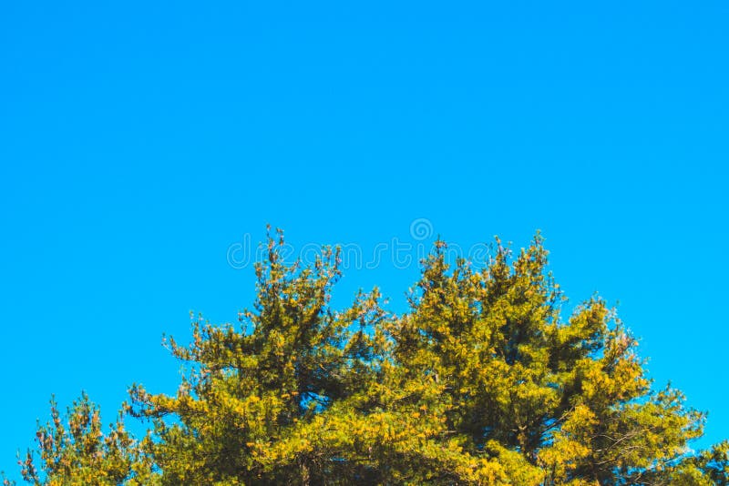 Top View Tree Leaves with Branches Growing in Botanical Park Stock ...